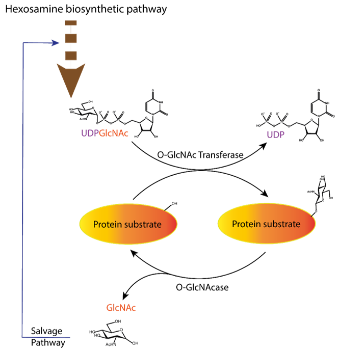 O Glcnacylation Encyclopedia Mdpi